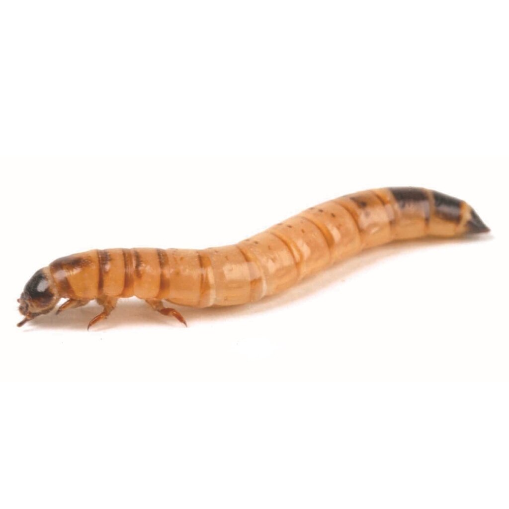 Monkfield Morio Worms | Monkfield Reptile